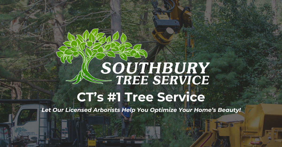 Tree Service Bridgewater, CT | Brookfield, CT