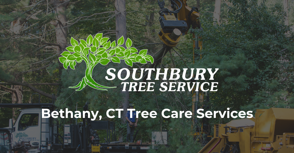 Bethany, CT Tree Care Services | Southbury Tree Service