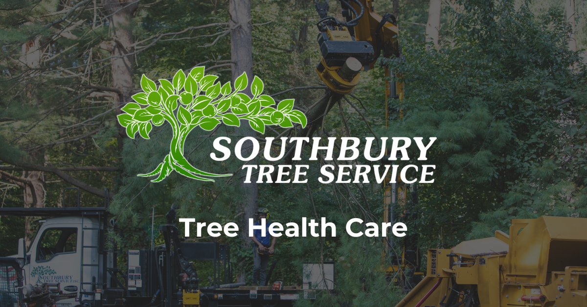 Tree Service Litchfield, CT | Middlebury, CT